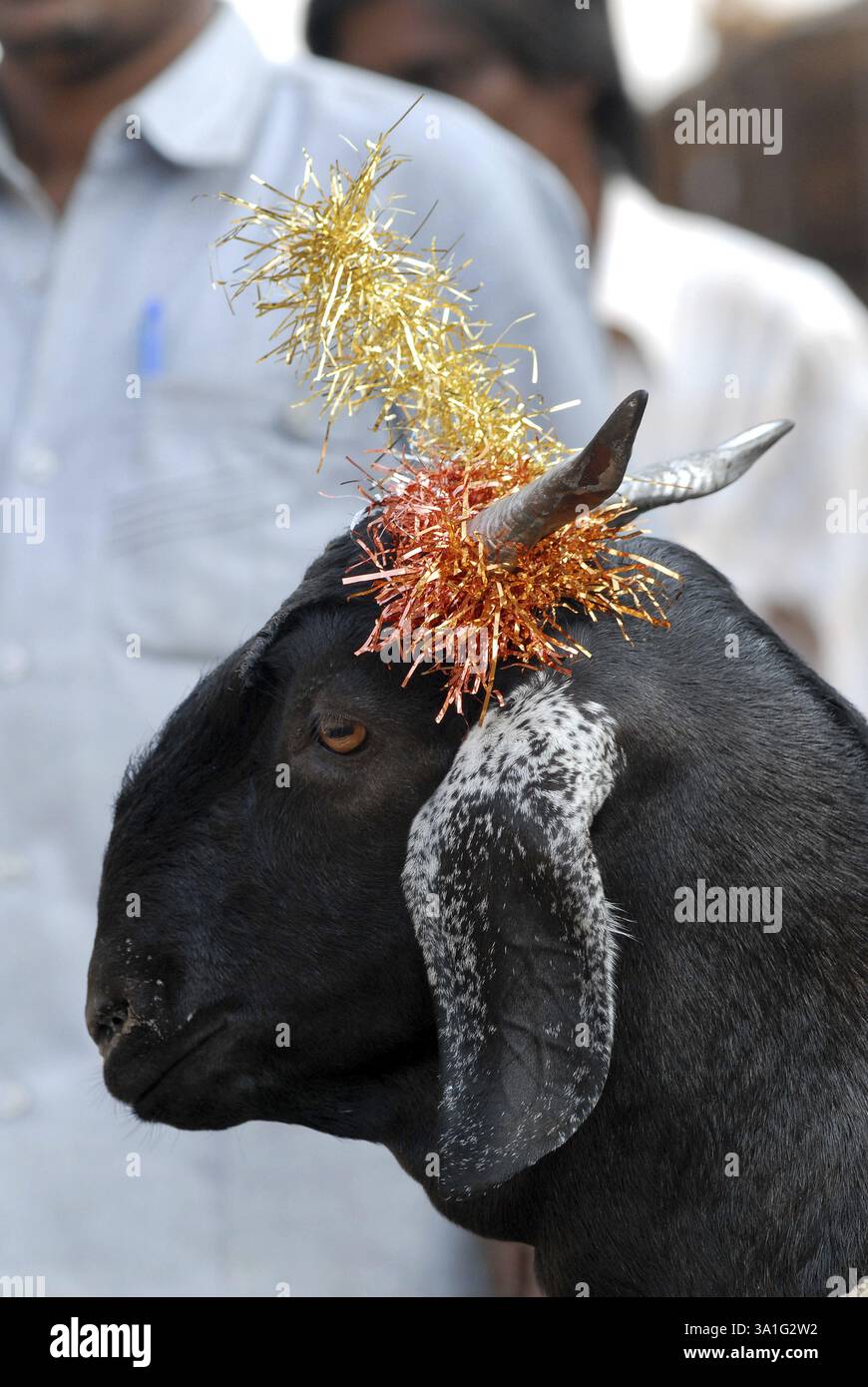A sacrificial goat put up for sale for Bakri Idd at Deonar slaughter ...