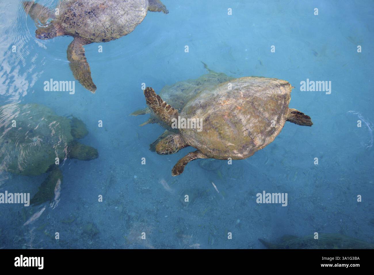 Turtles, Roatan island, Country Honduras Stock Photo - Alamy