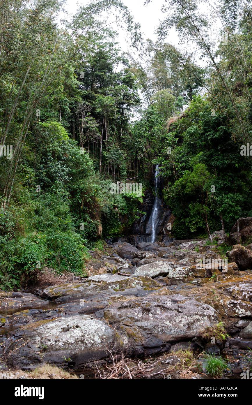 Small stream waterfall secluded in bamboo forest with visible river ...