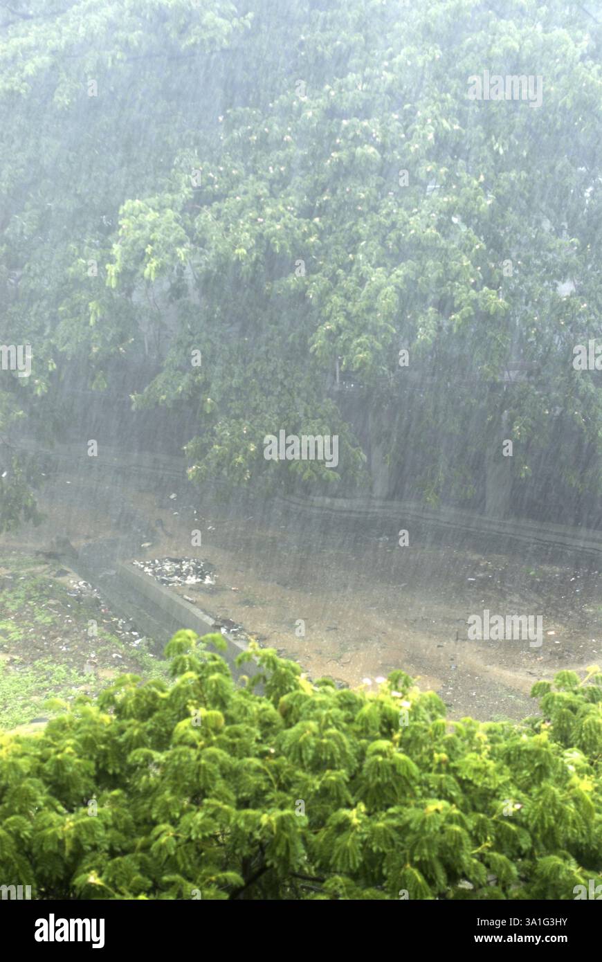 Dense greenery and very heavy rain at Borivali, Bombay Mumbai ...