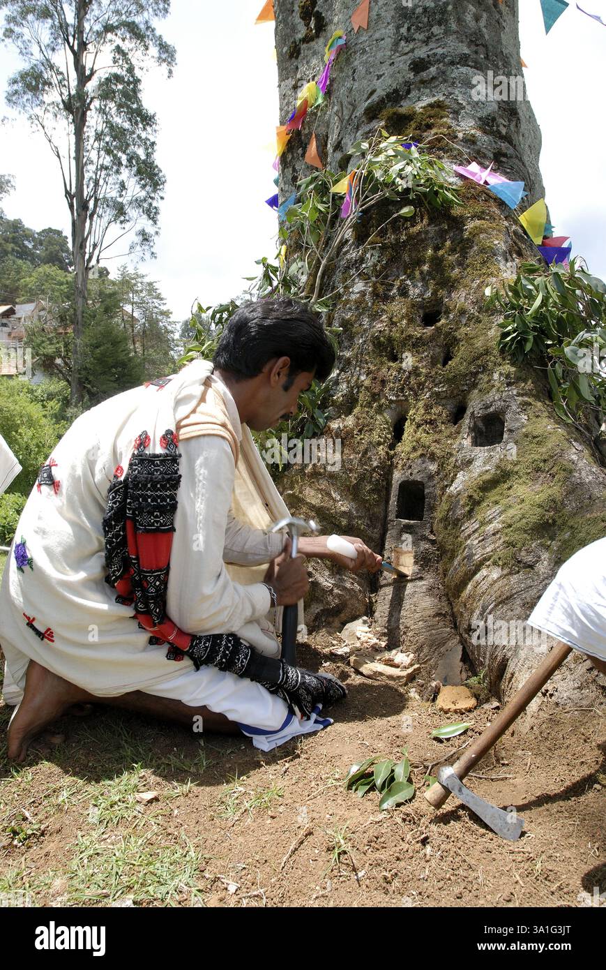 Chiselling the tree trunk prior to celebration of Toda marriage ...