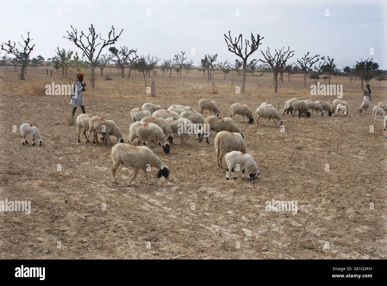 Shepherd looking at sheep engaged in grazing, Ladnun, Rajasthan, India ...
