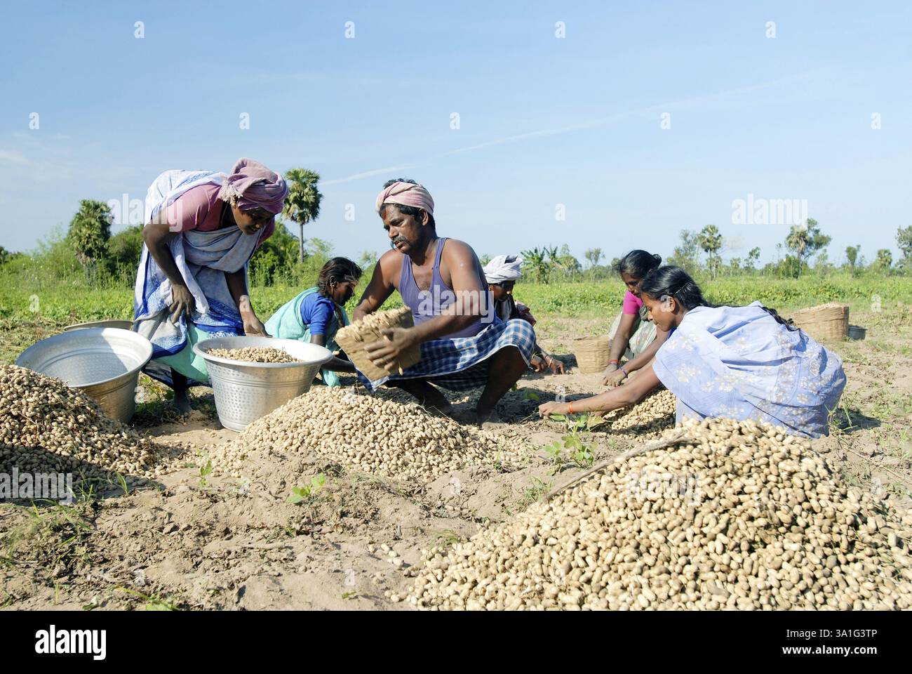 Groundnut harvesting near Vadalur, Tamil Nadu, India, Asia Stock Photo ...