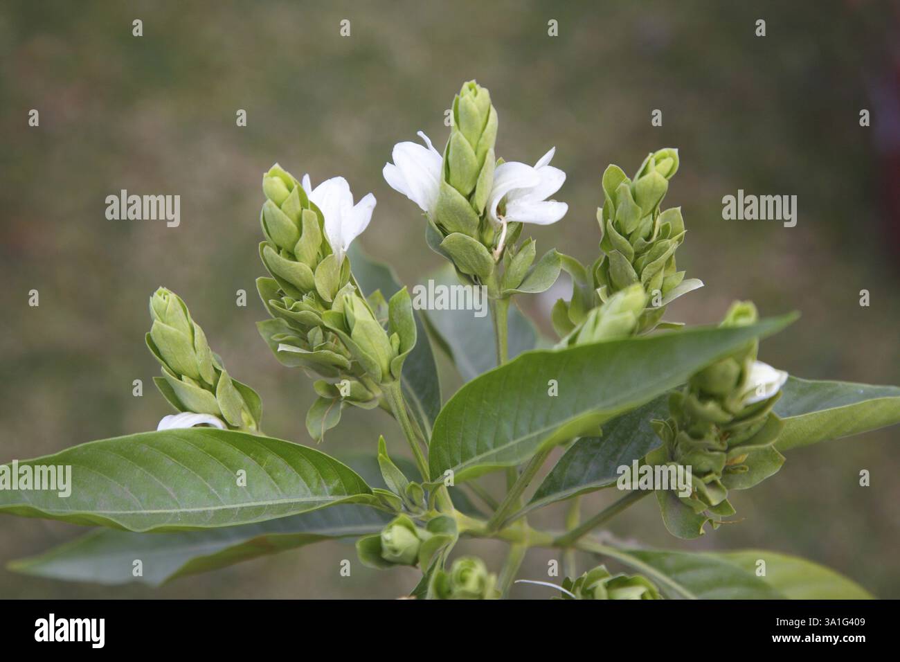Medicinal plant, Adulsa, latin name Adhatoda vasica Stock Photo - Alamy