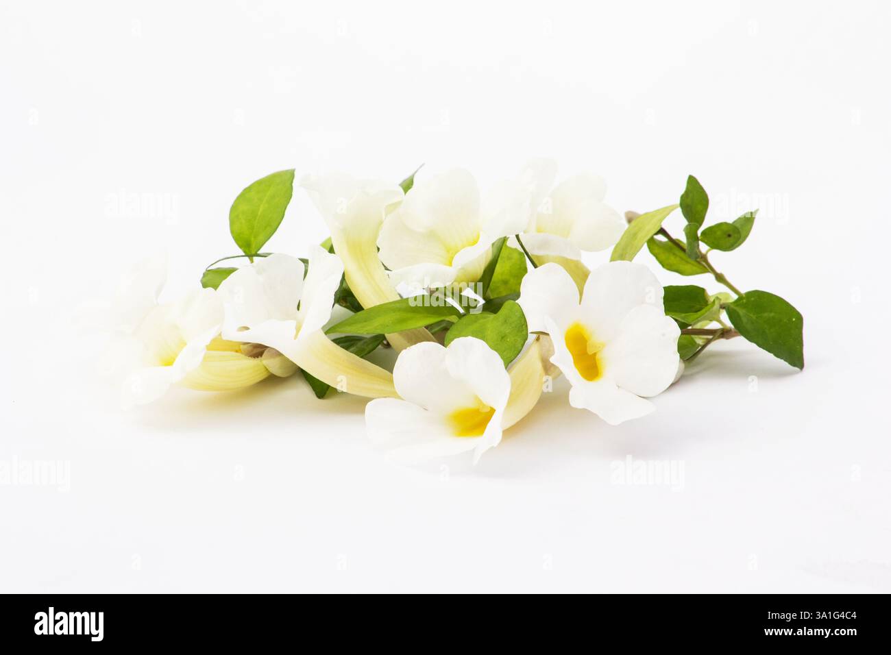 White King's Mantle, Bush Clock Vine (Thunbergia erecta alba) flowers ...