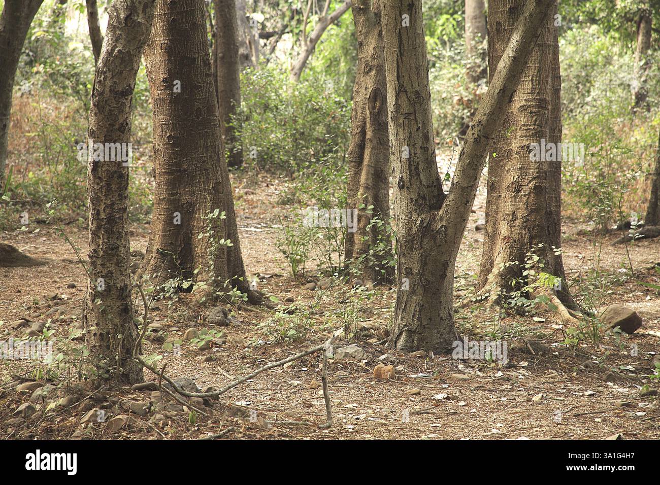 Tree trunk in Sanjay Gandhi National Park, Borivali, Bombay Mumbai ...