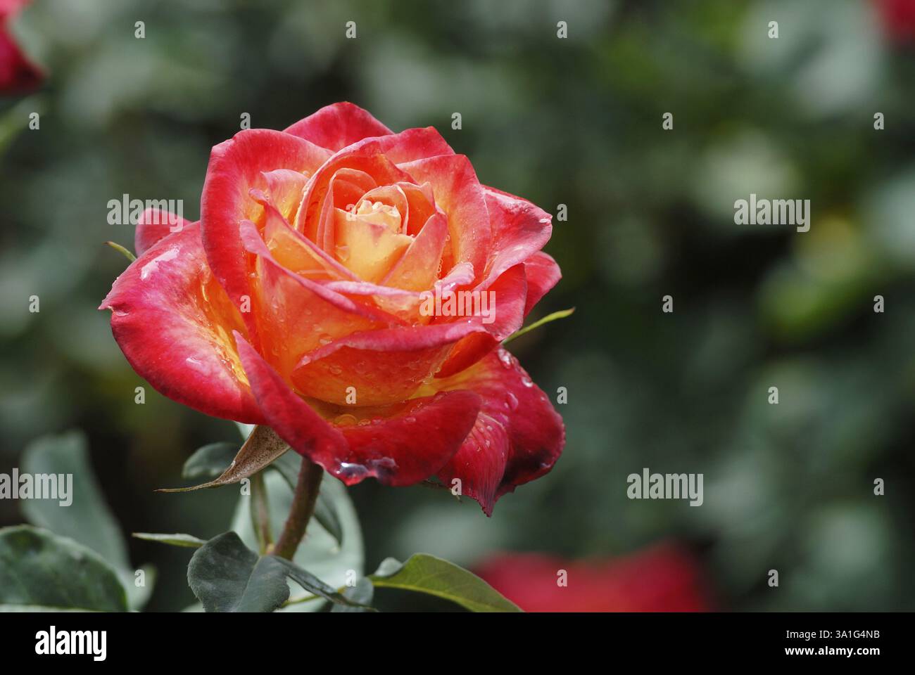 The Centenary rose garden or Vijayanagaram rose garden, Ooty, Tamil ...