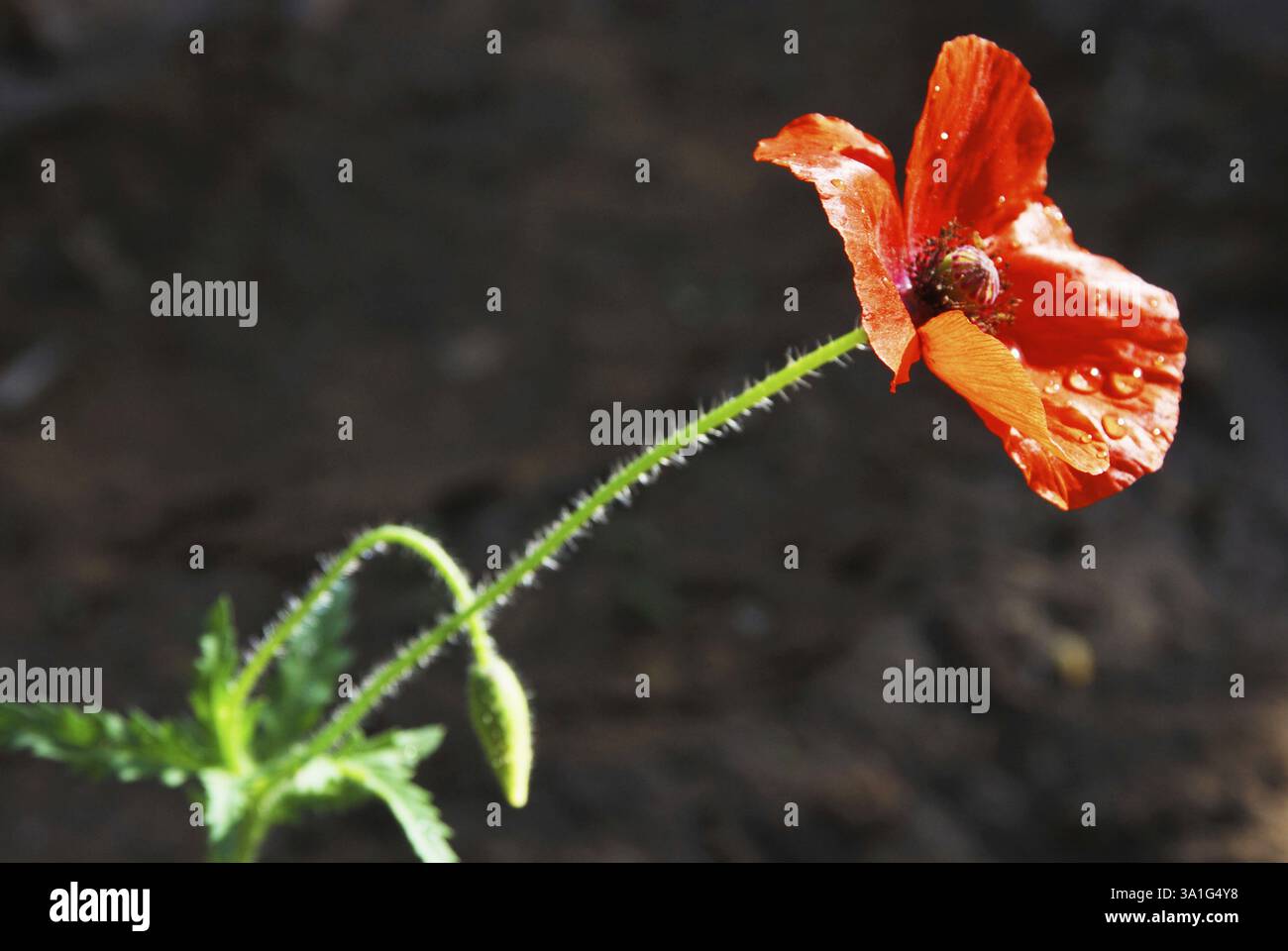 Poppy flower, Jodhpur, Rajasthan, India, Asia Stock Photo - Alamy