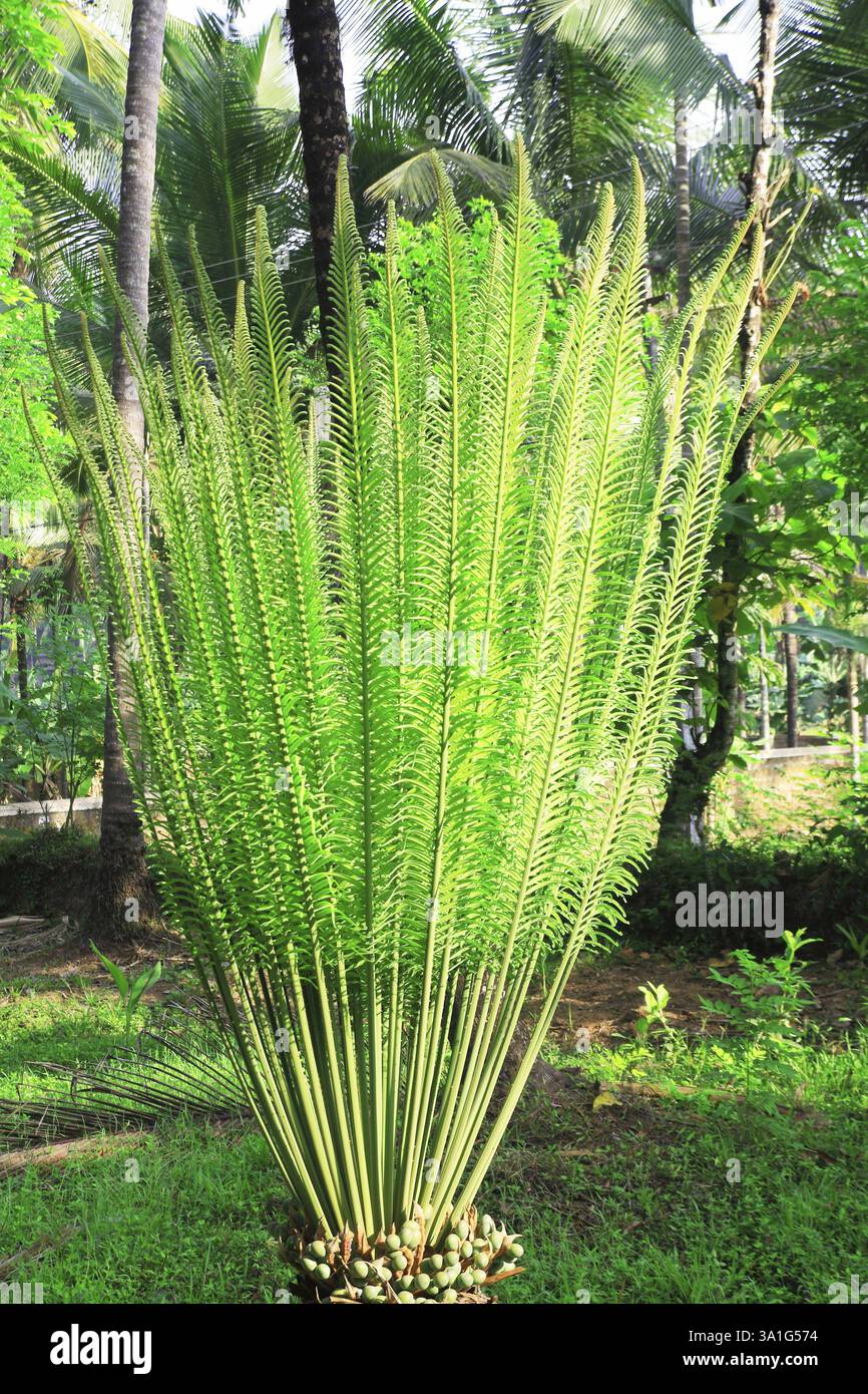 Sagopalm fruit cycas revoluta, Palakkad, Kerala, India, Asia Stock ...