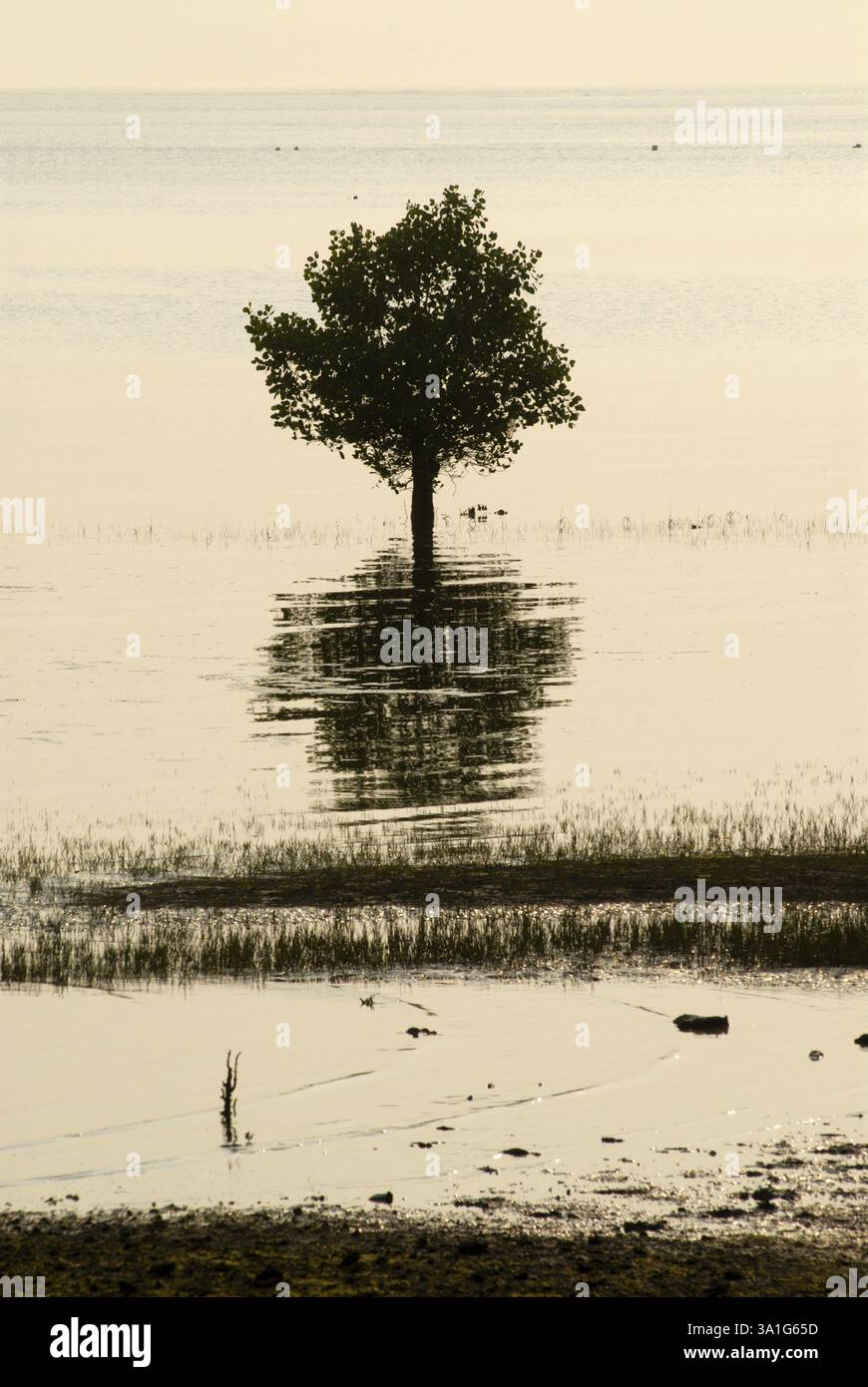 Water Bankot creek sparkling like Silver one mangrove tree silhouette ...