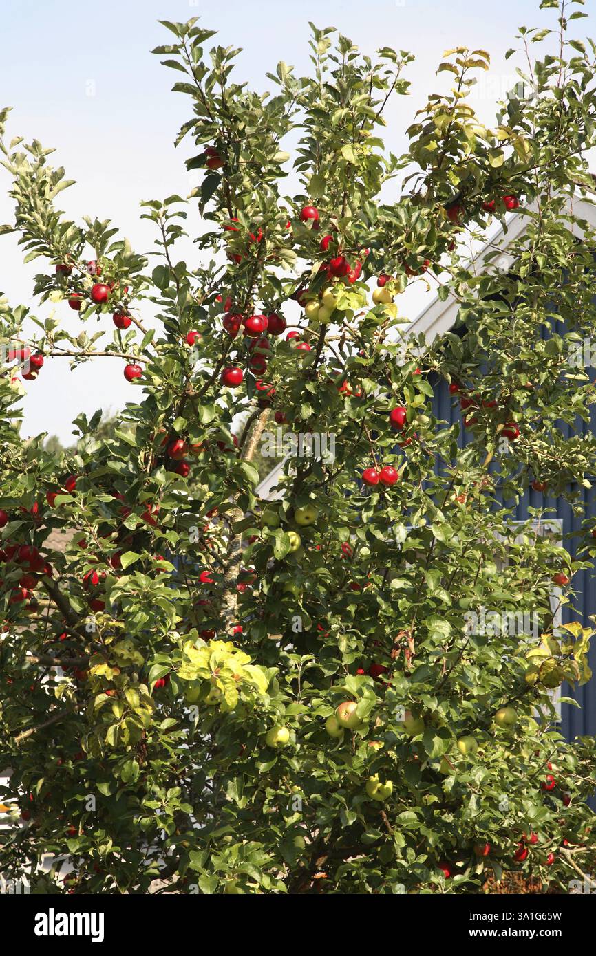 Fruits, tree loaded with red apples and green leaves Stock Photo - Alamy