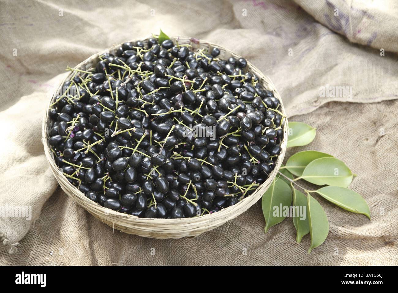 Indian name Jambul or Jamun or Jamblang, botanical name Syzygium cumini ...