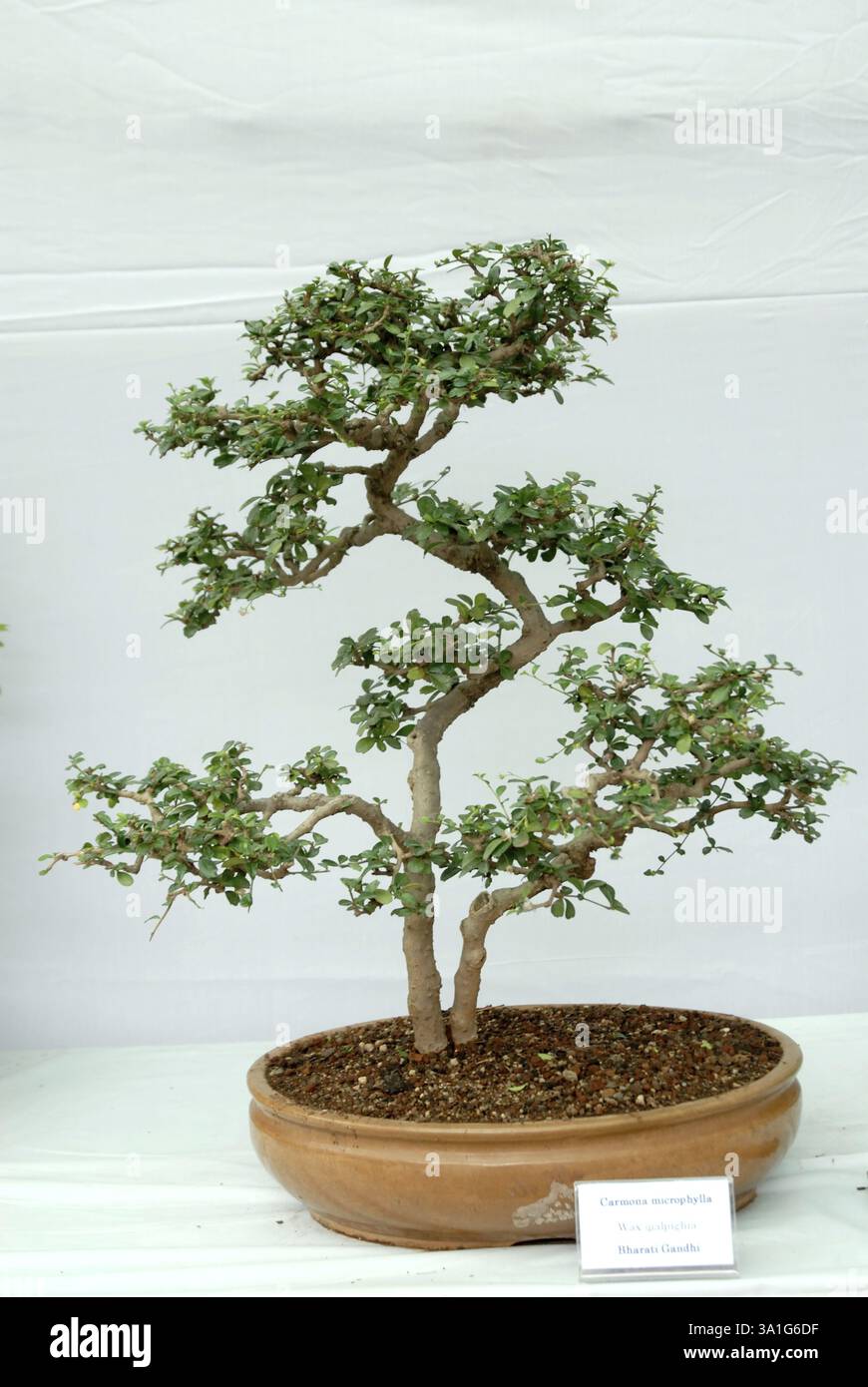 Plant, Carmona Microphylla, Bonsai tree, earthen pot with soil, Bombay ...