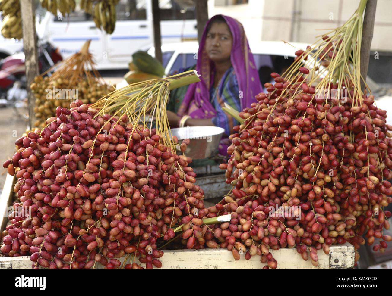 Red and yellow dates palm, Botanical name Phoenix Sylvestris Roxb ...