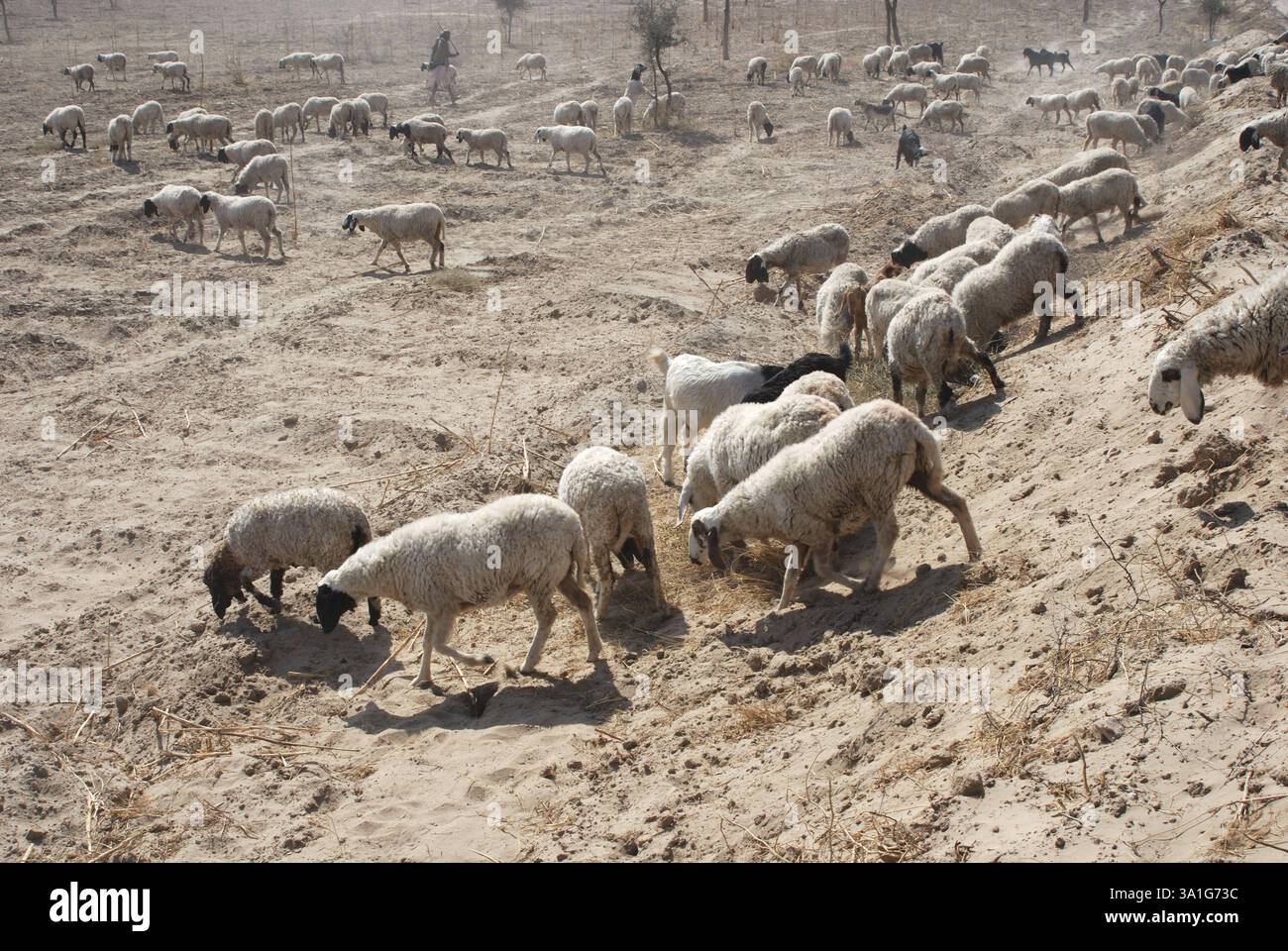 Sheep engaged in grazing, Ladnun, Rajasthan, India, Asia Stock Photo ...
