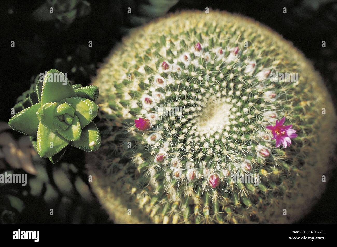 Unusual cactus formation with red flower, Arizona, U.S.A. United States ...