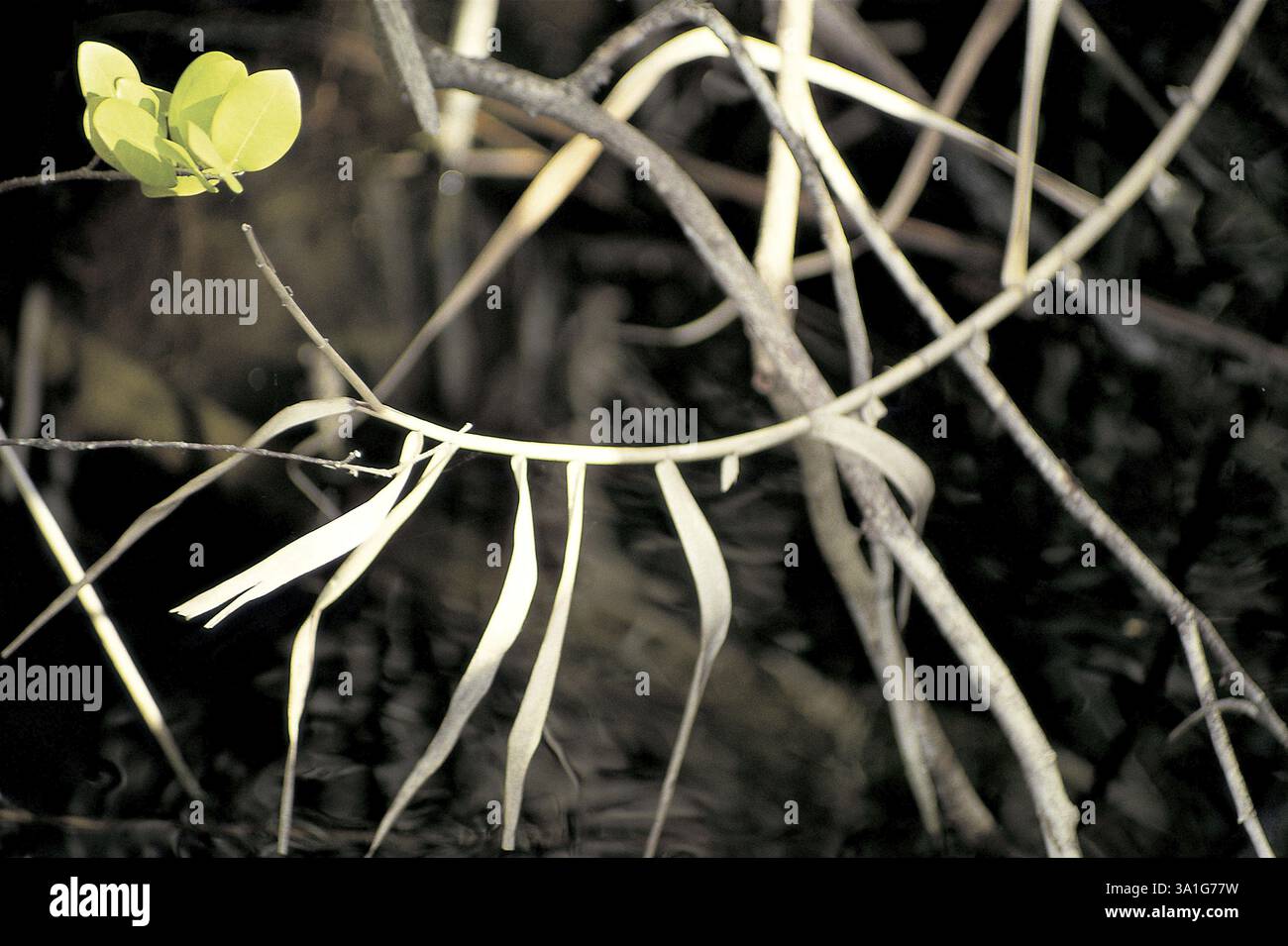 Dry twigs and roots with bunch of young leaves mangroves, Lakshadweep ...
