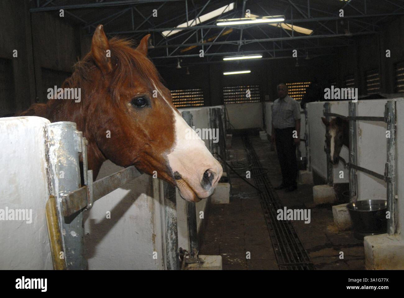 A stray abandoned horse being treated at the Parel animal hospital ...