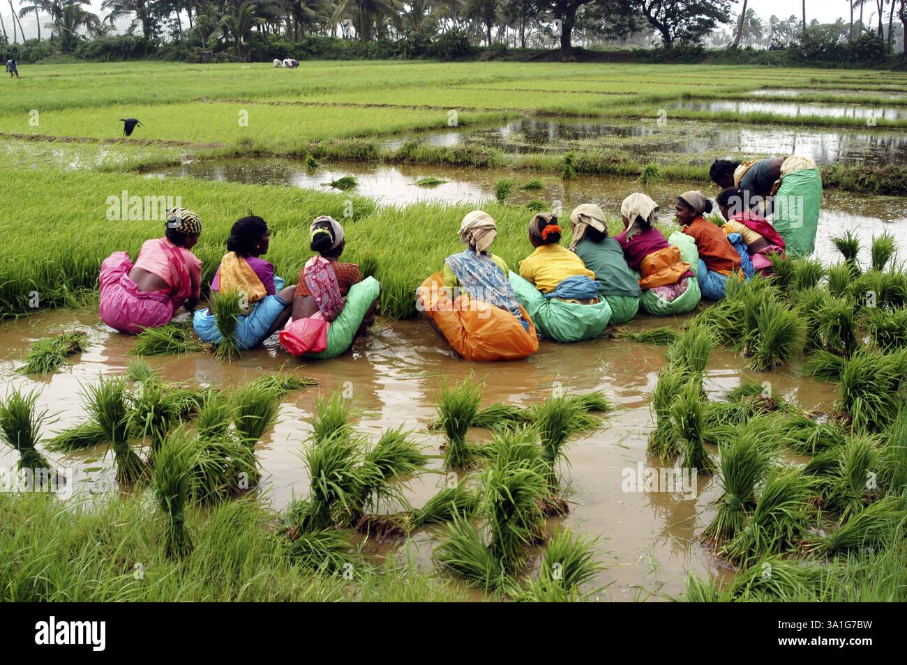 Farm workers planting Rice in the rice fields in Goa, India, Asia Stock ...
