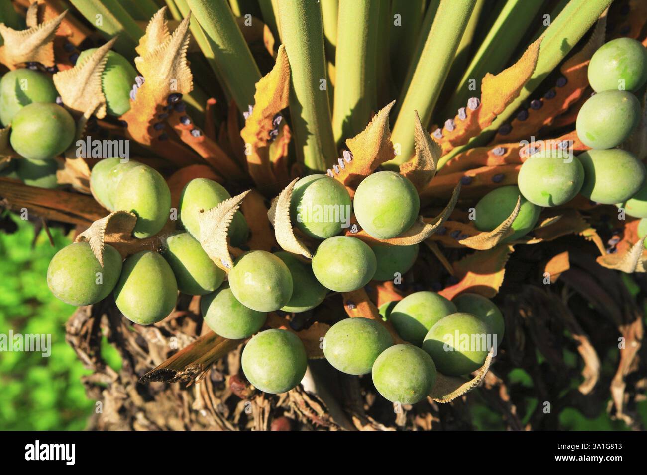 Sagopalm fruit cycas revoluta, Palakkad, Kerala, India, Asia Stock ...