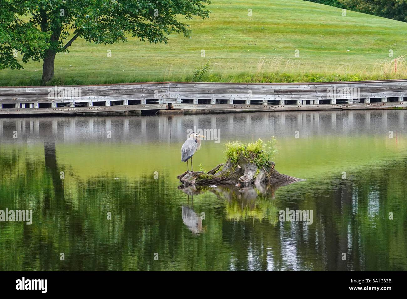 Pond Sentinel: Great Blue Heron Perched on a Stump - Gigapixel Stock ...