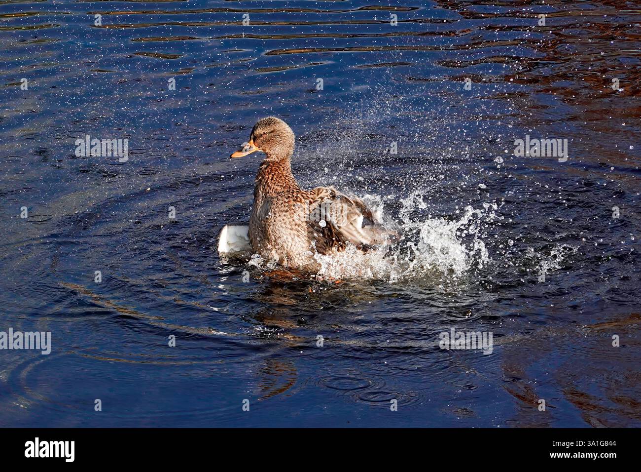 Splashing Joy: Duck Bathing in Sunlight - Gigapixel Stock Photo - Alamy