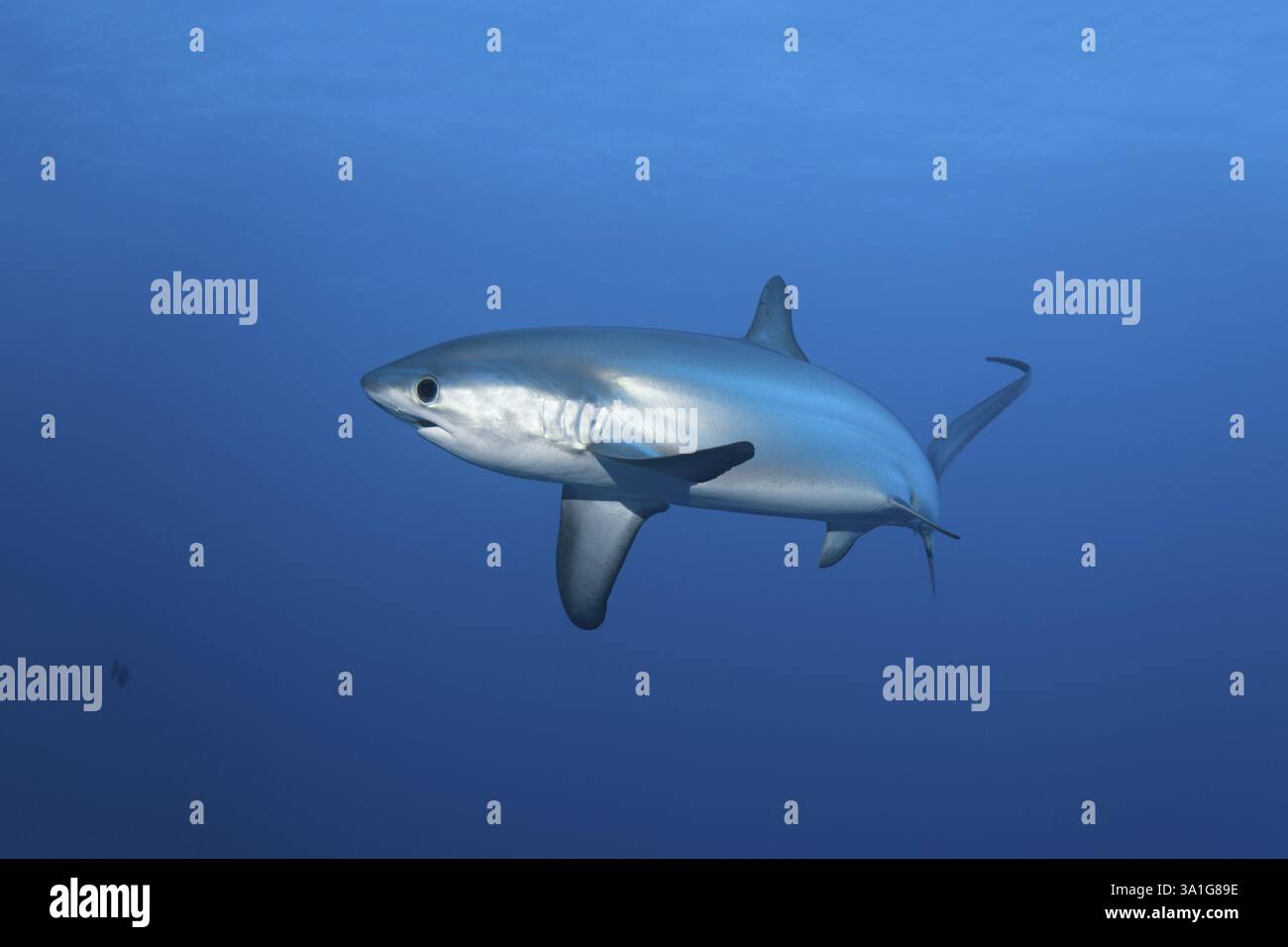 Common thresher, thresher, shark, (Alopias vulpinus), fish, swims in ...