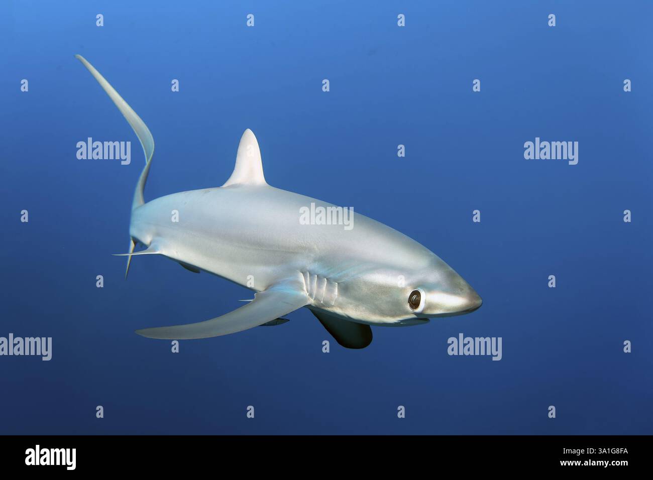 Common thresher, thresher, shark, (Alopias vulpinus), swims in the open ...