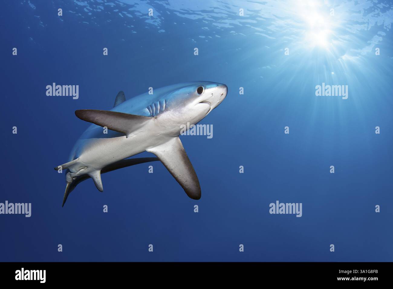 Common thresher, shark, (Alopias vulpinus), fish, from below, swims in ...