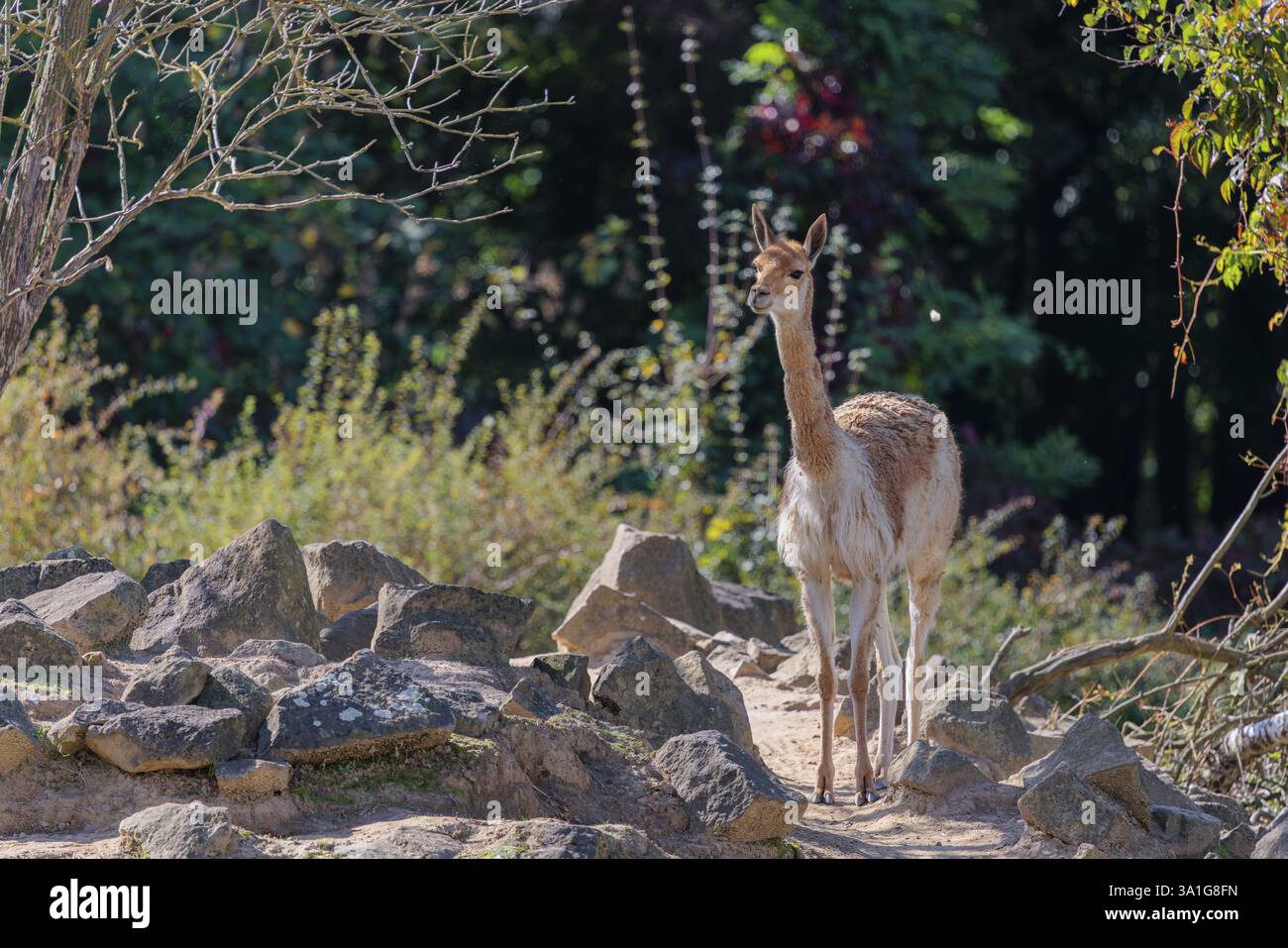 An adult female vicuna (Lama vicugna) stands on rocky terrain under a ...