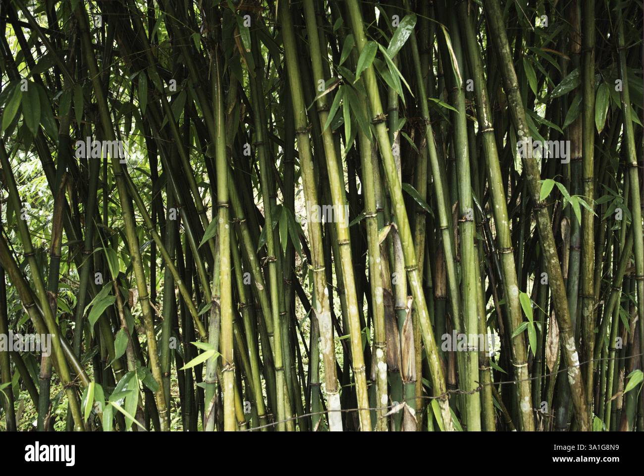Bamboo field, Pastanga, Sikkim, India, Asia Stock Photo - Alamy