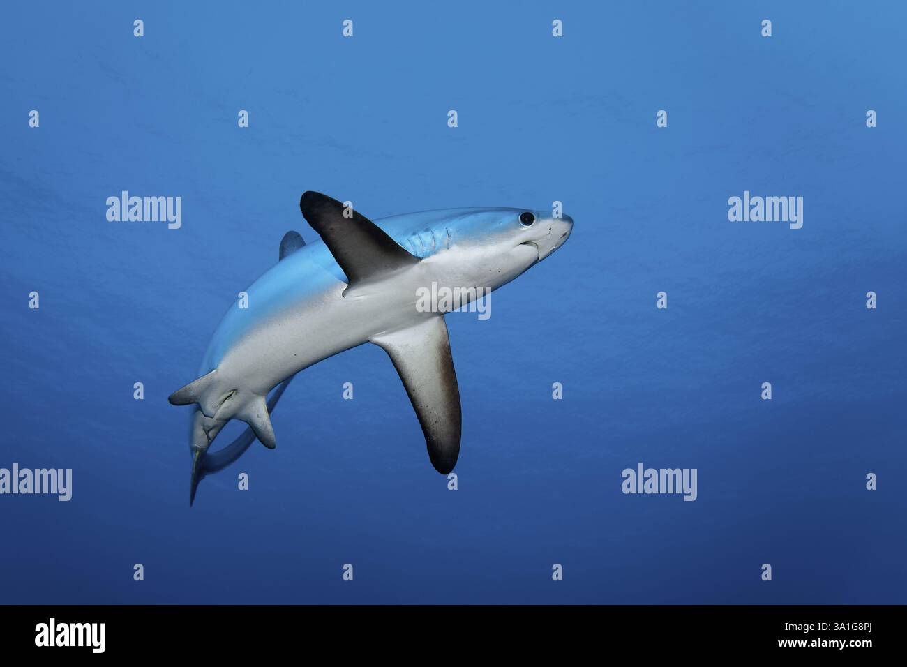 Common thresher, thresher, shark, (Alopias vulpinus), from below, fish ...