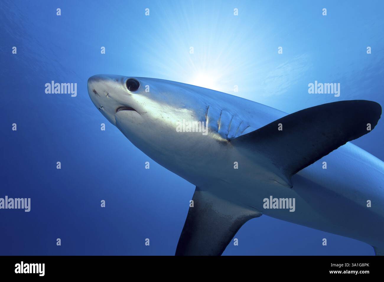 Common thresher, shark, (Alopias vulpinus), fish, from below, swims in ...