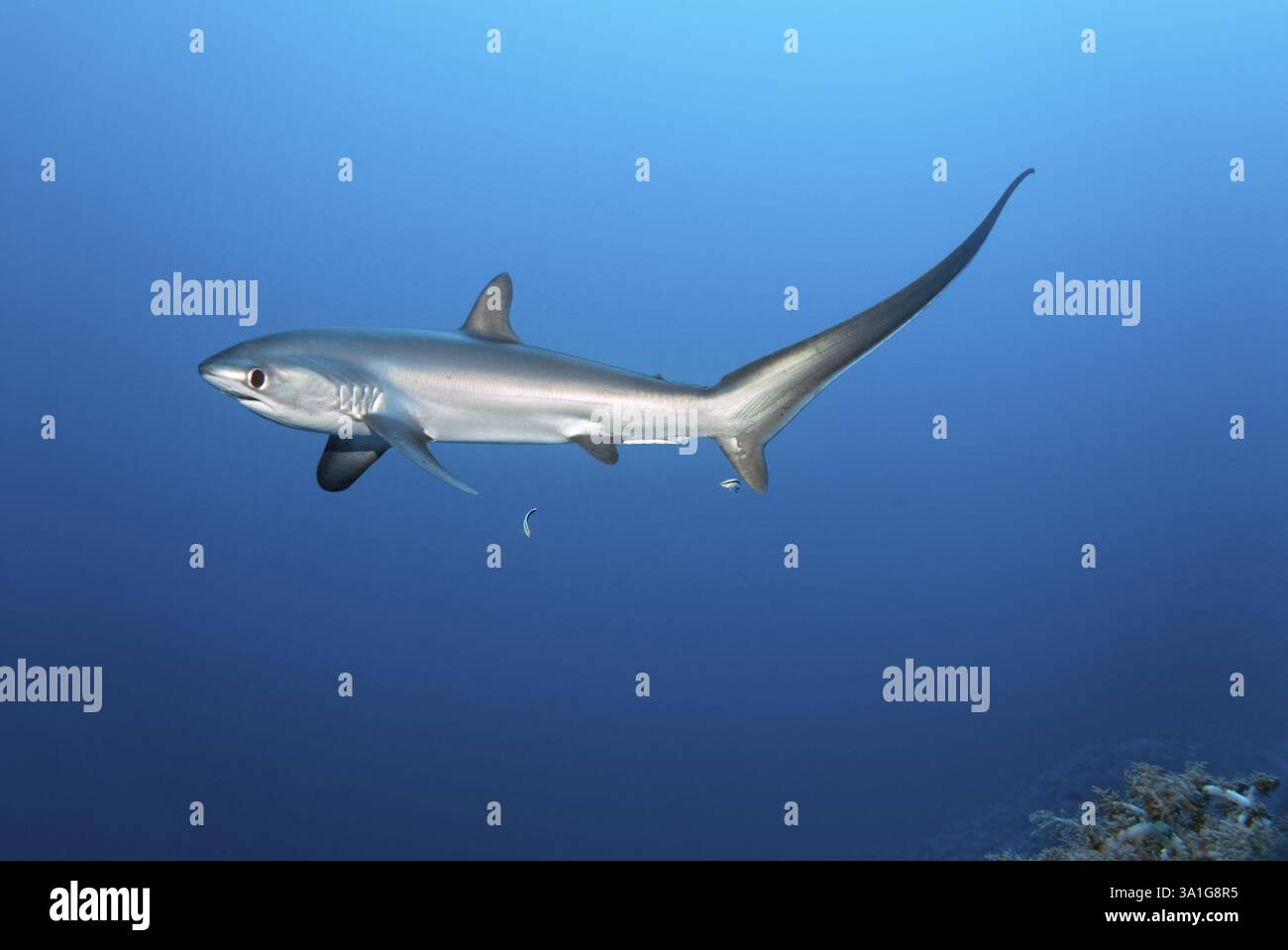 Common thresher, thresher, shark, (Alopias vulpinus), swimming with ...