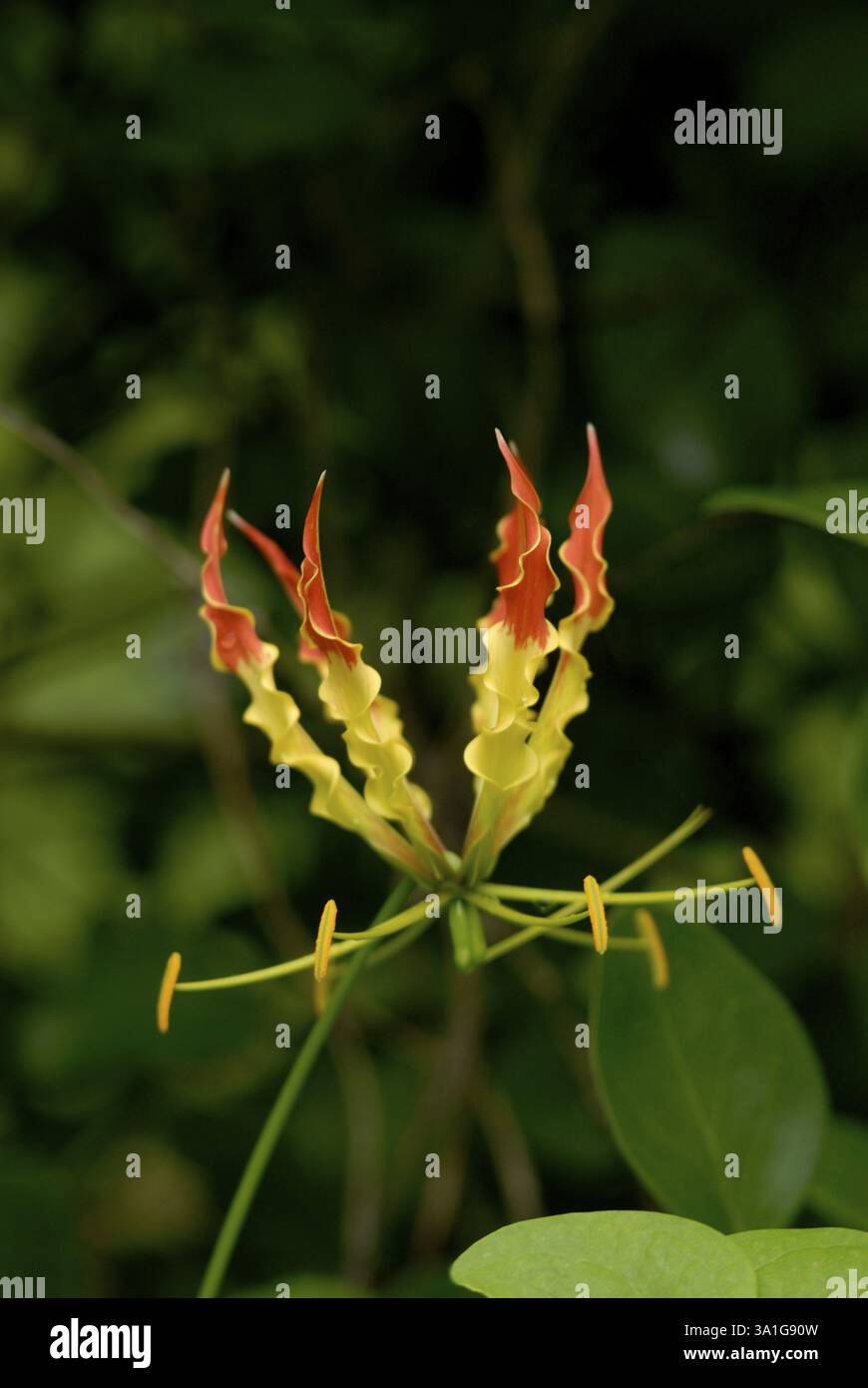 Flower gloriosa superba local name agnishikha common in forest in hill ...
