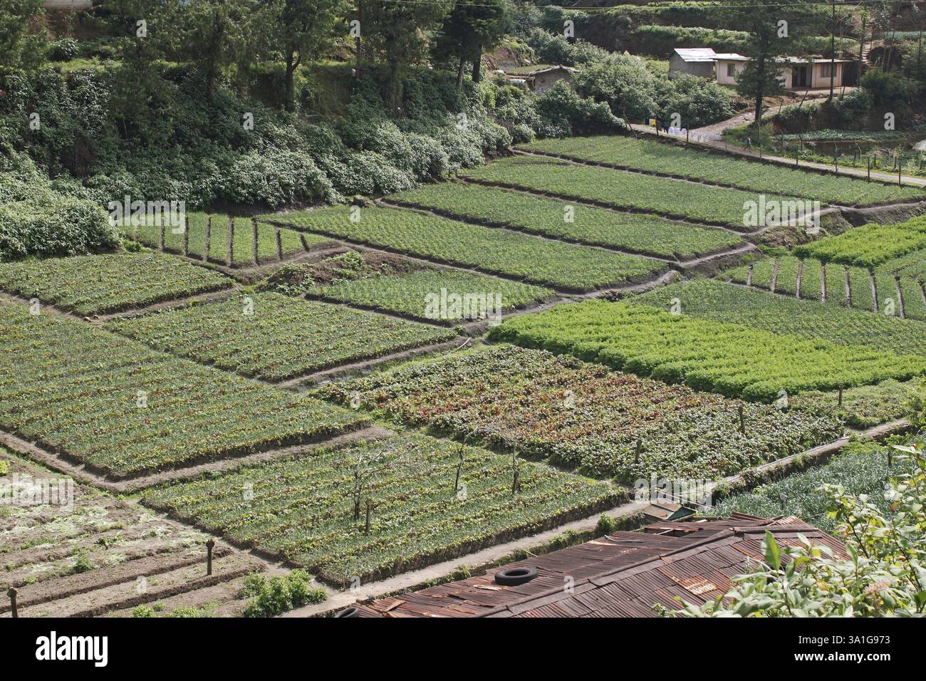 Vegetable farming, Sri Lanka, Asia Stock Photo - Alamy