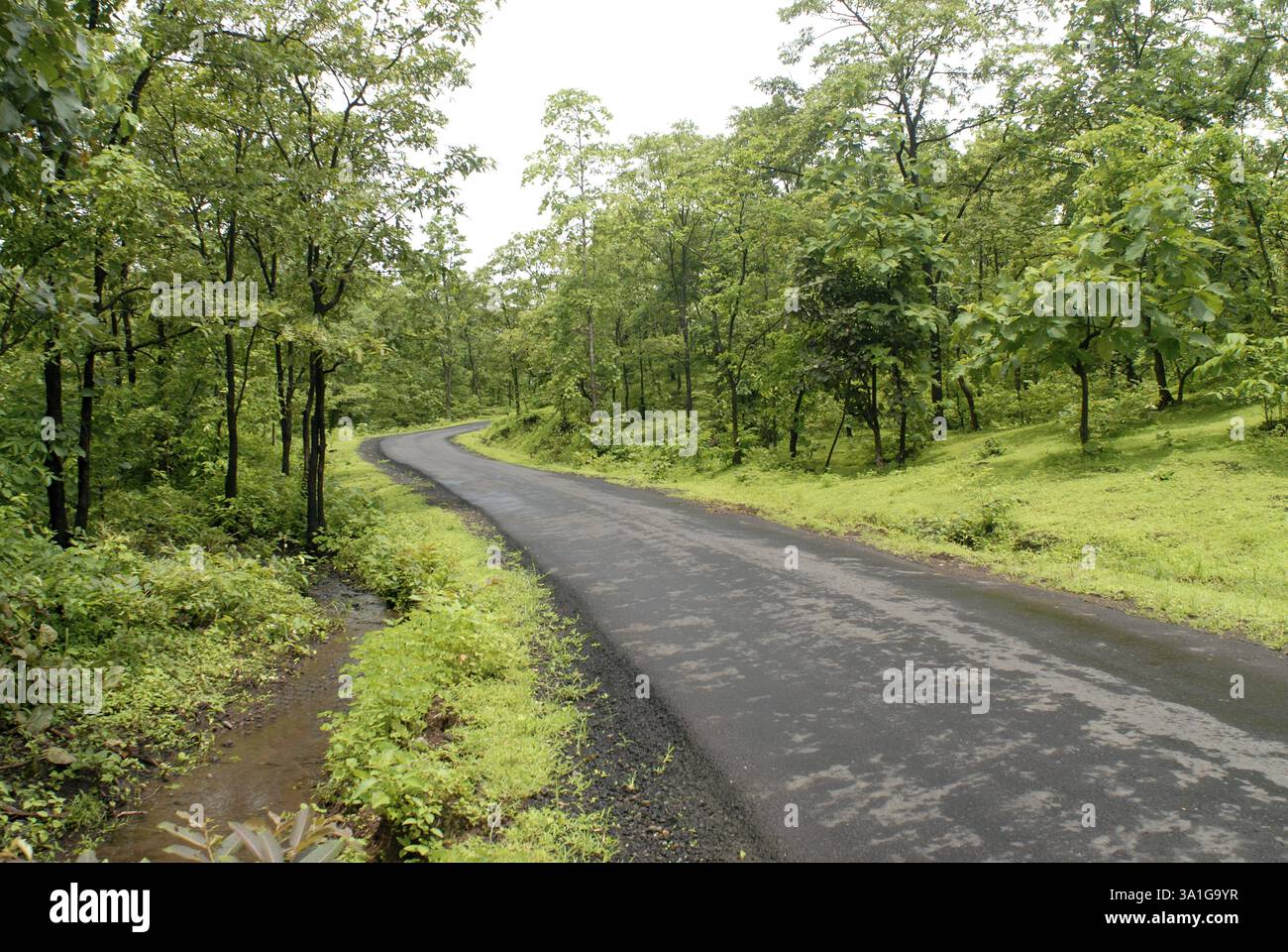 Greenery in monsoon on tansa lake road, district Thane, Maharashtra ...