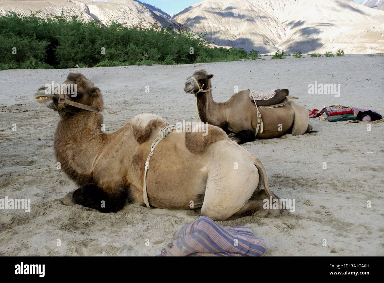 Camel leg legs hi-res stock photography and images - Alamy