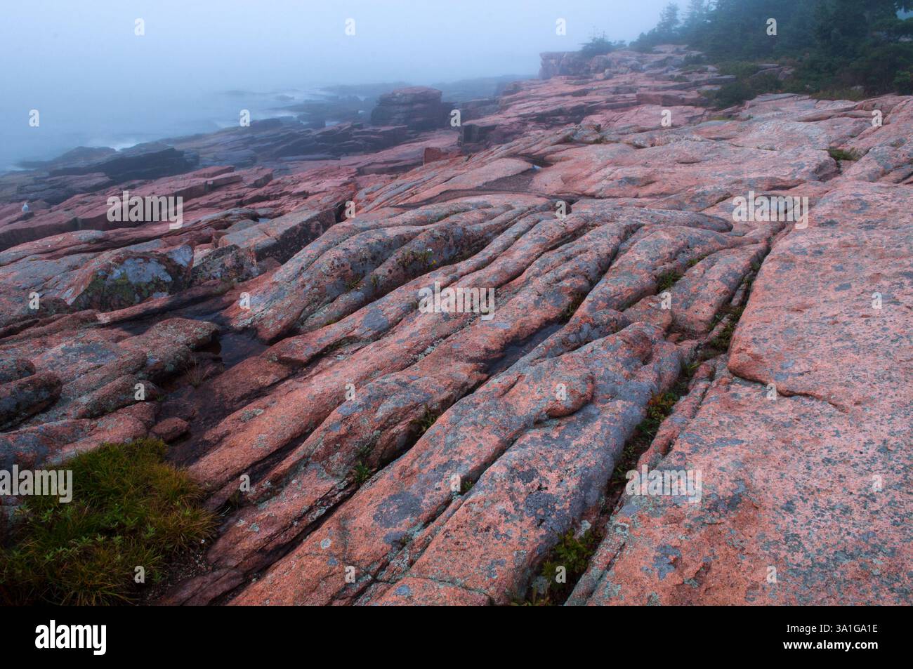 Pink granite on Ocean Path along The rocky coast of Acadia National ...