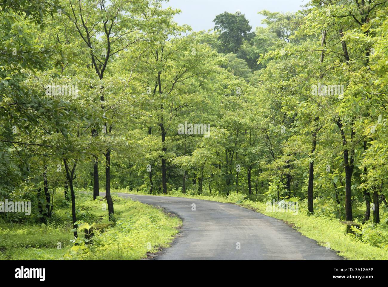 Greenery on tansa lake road, district Thane, Maharashtra, India, Asia ...