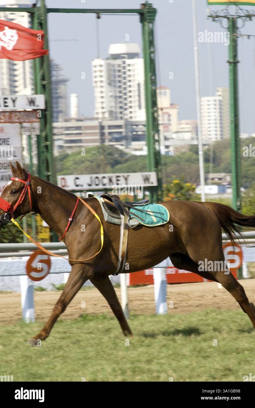 A horse at the Race course at Mahalaxmi, Bombay Mumbai, Maharashtra ...