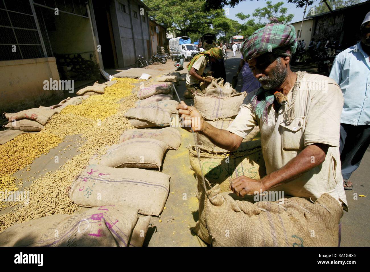 Turmeric displayed for trading in Sangli Market, Maharashtra, India ...