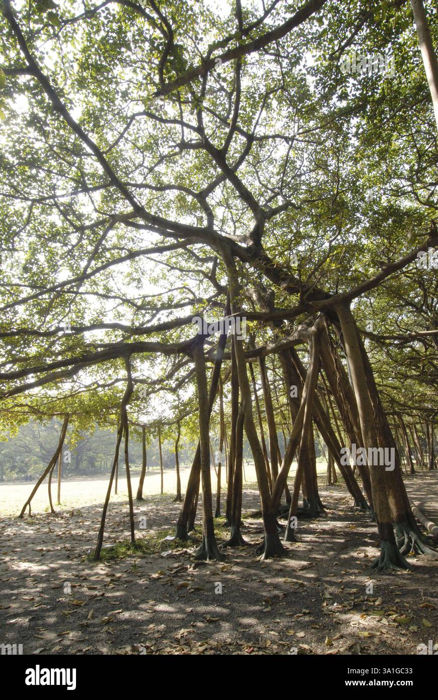 Banyan tree largest in India, Botanical Garden, Calcutta, West Bengal ...
