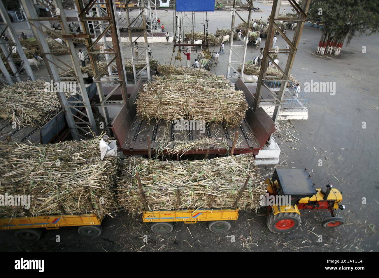The sugarcane load being weighed while more loads of sugarcane still in ...