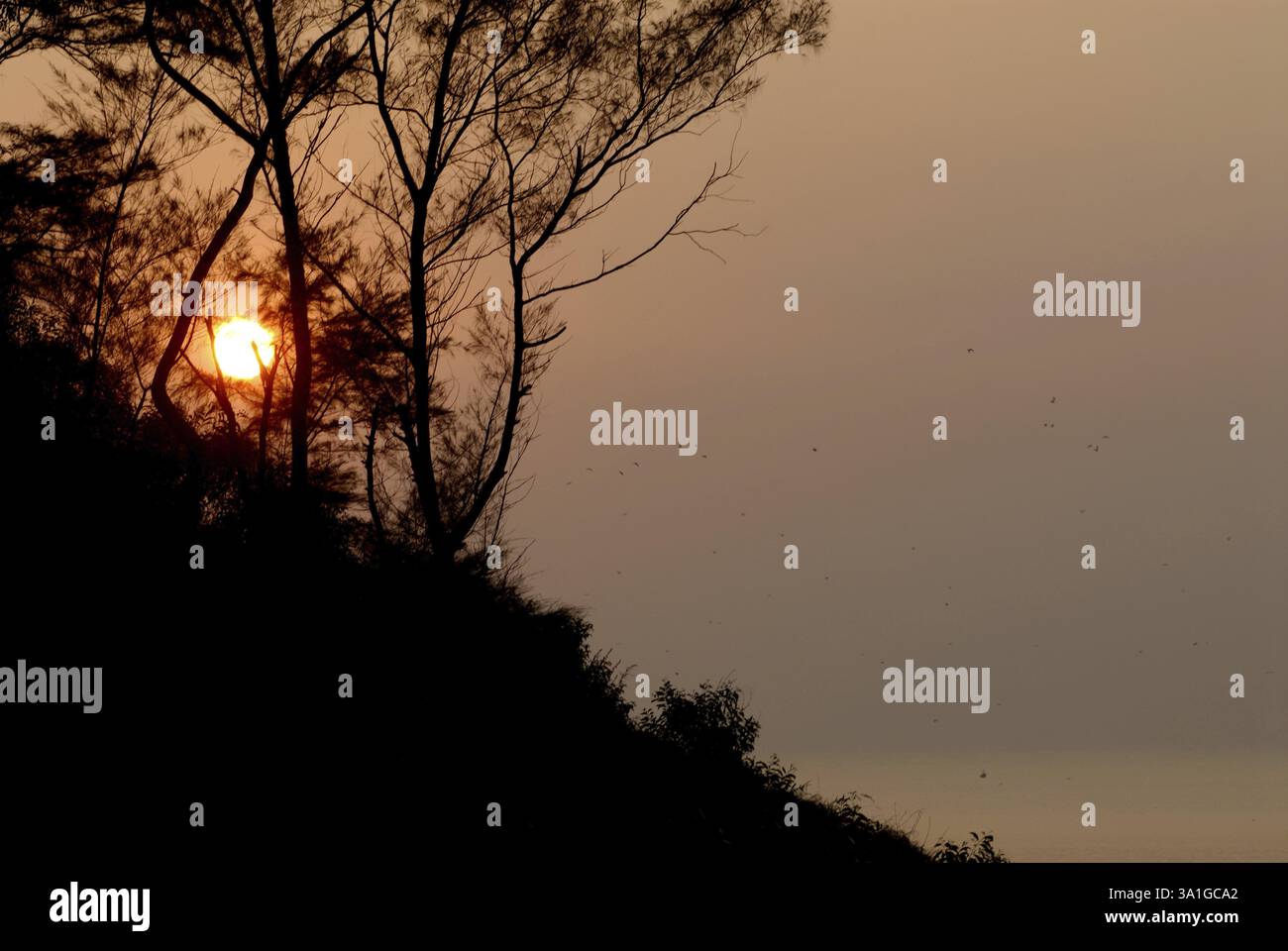 Colorful Sunset behind Cypress tree on mountain, birds and sea ...