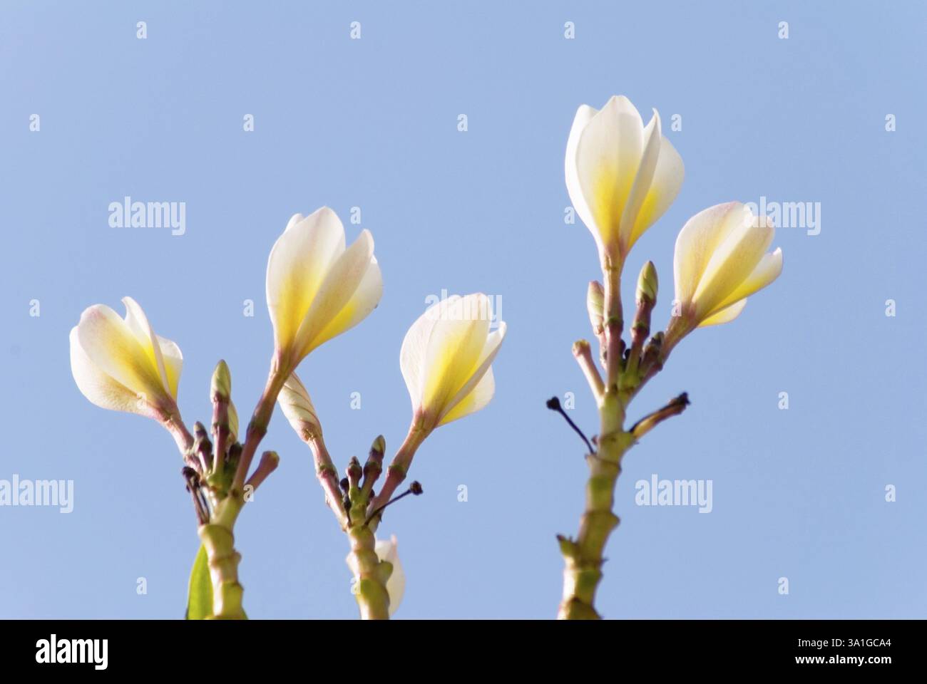 Pagoda tree flower plumeria rubra safed champak, Bombay Mumbai ...