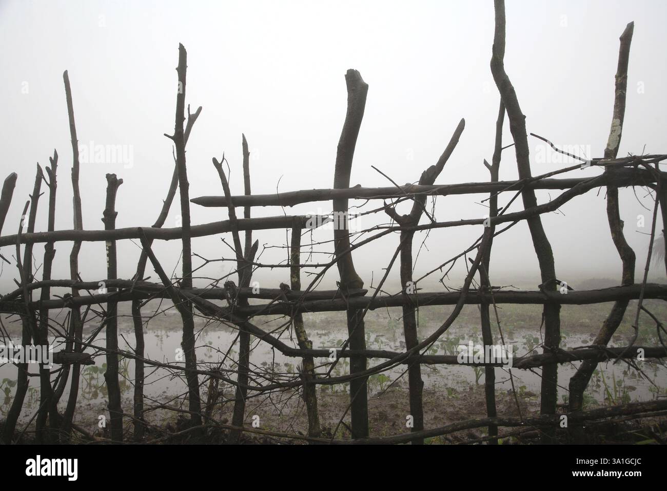 Fencing made by wood dry branches of tree, Contrast Stock Photo - Alamy