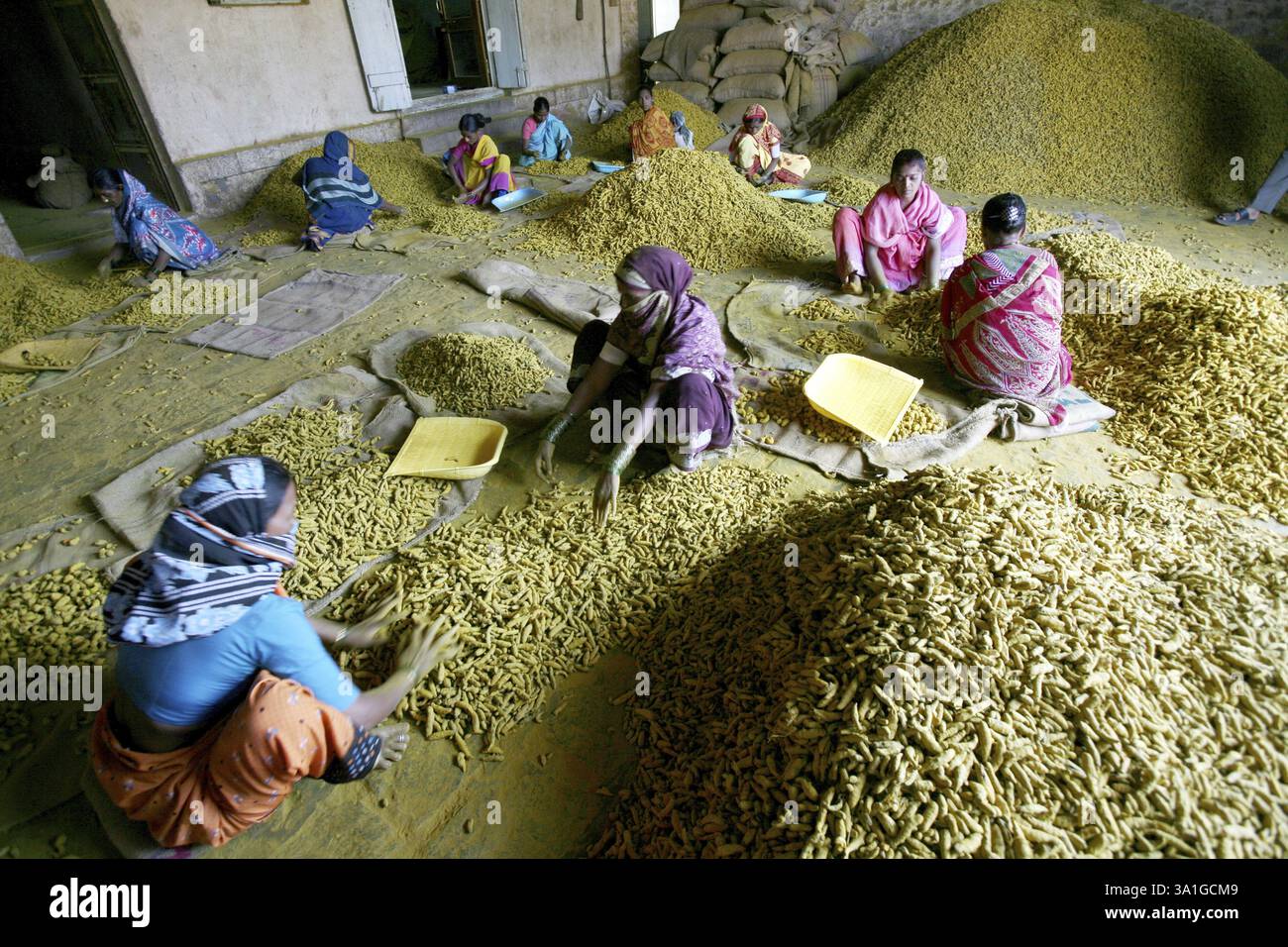 Women are working in turmeric (Haldi) factory in Sangli Market ...