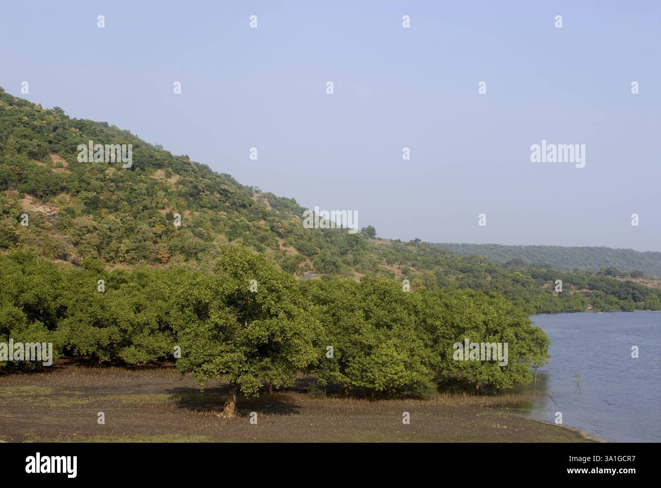 Bankat creek with lush green mangroves, marshy land and mountains at ...