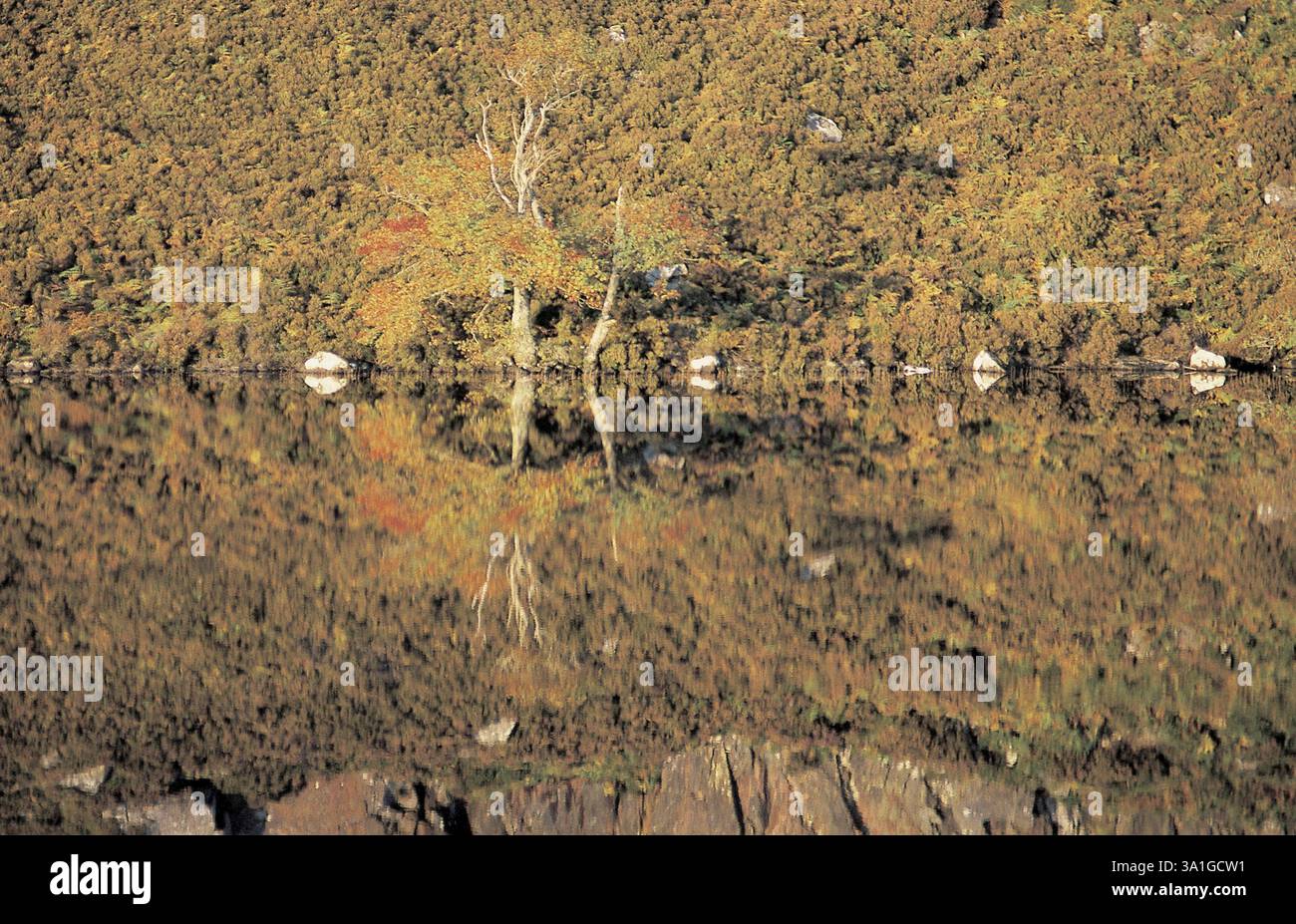 Trees reflection in river, Lock Nacroigh, Scotland, Britain, U.K ...